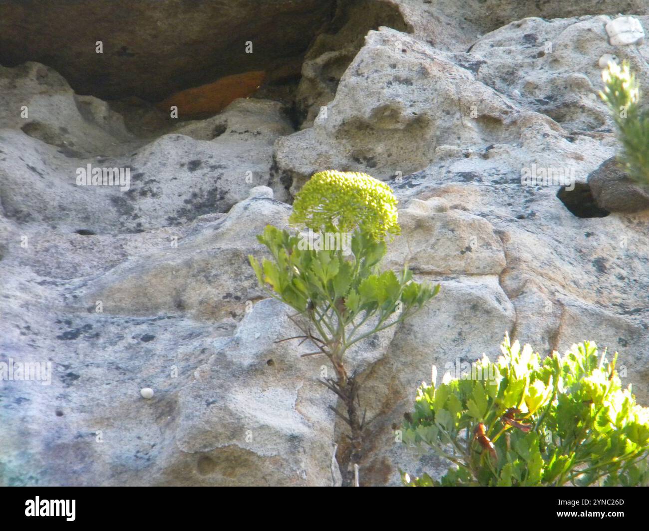 Galbanum hi-res stock photography and images - Alamy