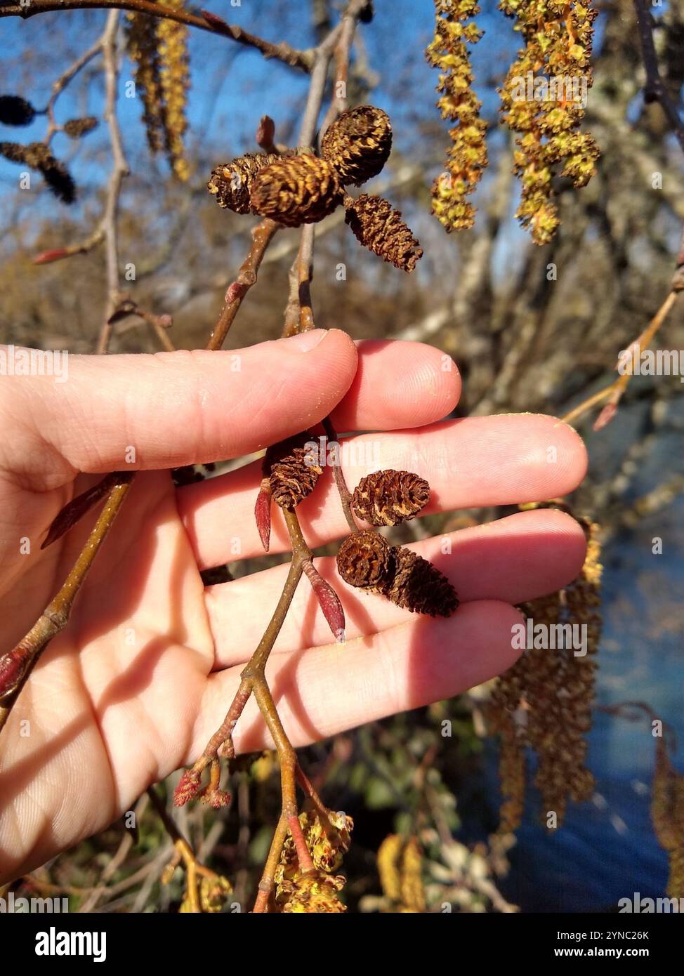 white alder (Alnus rhombifolia Stock Photo - Alamy