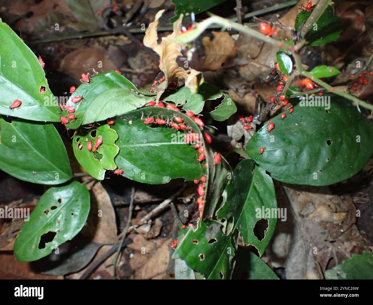 Red Bugs (Pyrrhocoridae Stock Photo - Alamy