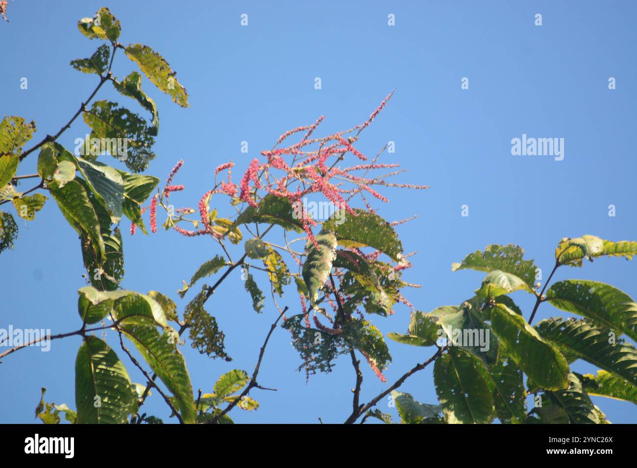 jhalna (Terminalia myriocarpa Stock Photo - Alamy