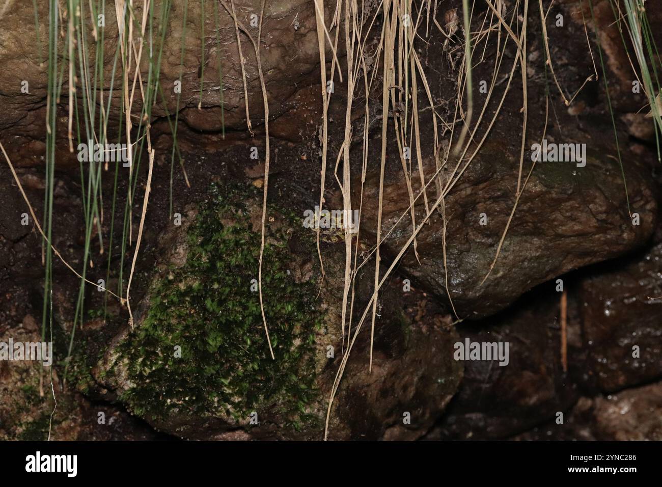 Eastern Ghost Frog (Heleophryne orientalis Stock Photo - Alamy