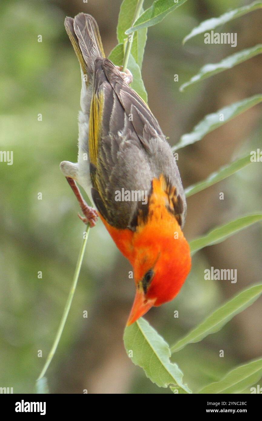 Red headed weaver anaplectes rubriceps hi-res stock photography and ...