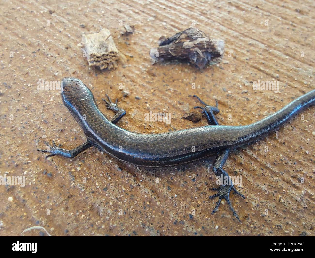 Dark-flecked Garden Sunskink (Lampropholis delicata Stock Photo - Alamy