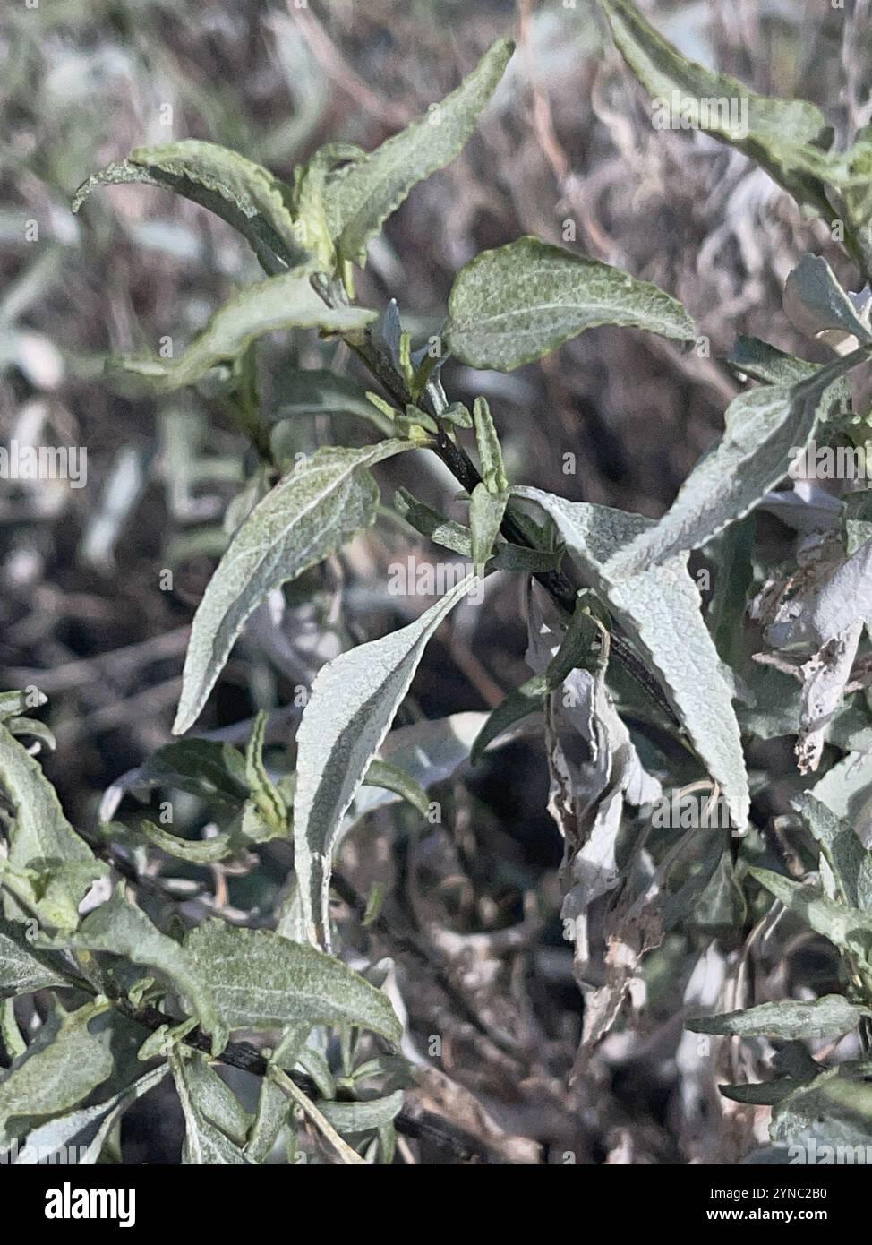 triangle-leaf bursage (Ambrosia deltoidea Stock Photo - Alamy