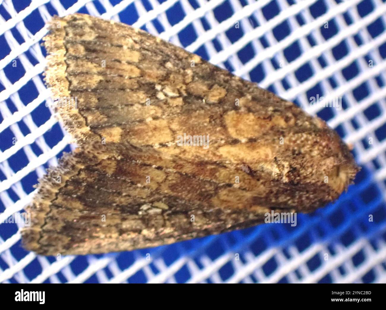 The African (Condica capensis Stock Photo - Alamy