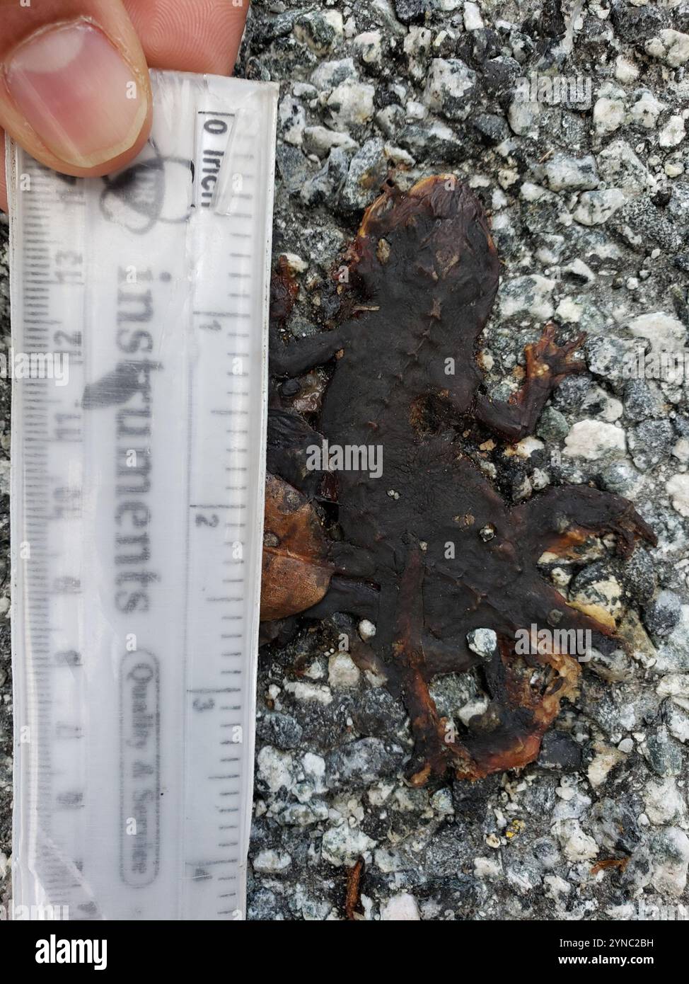 Pacific Newts (Taricha Stock Photo - Alamy