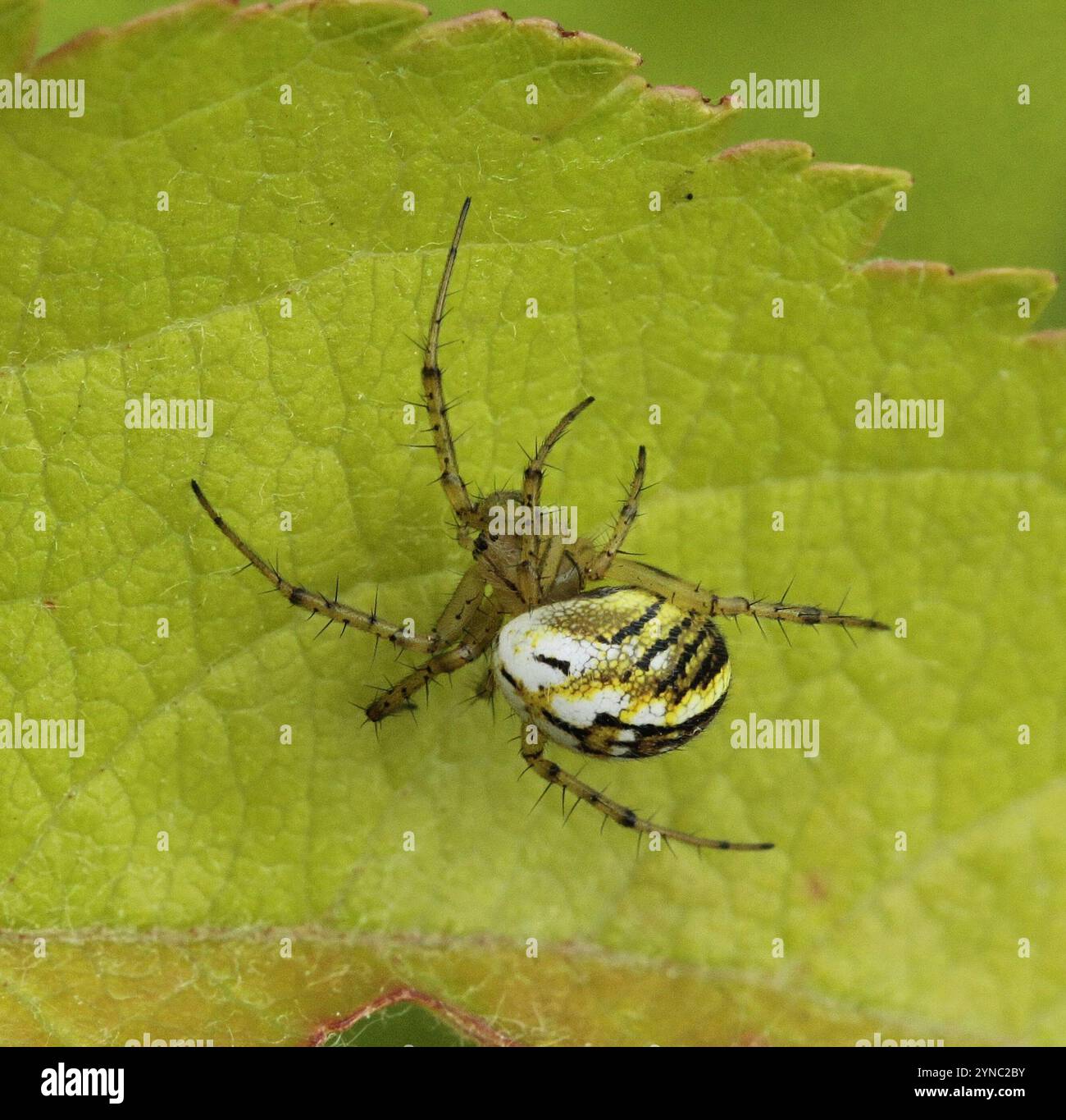 Mangora acalypha cricket bat hi-res stock photography and images - Alamy