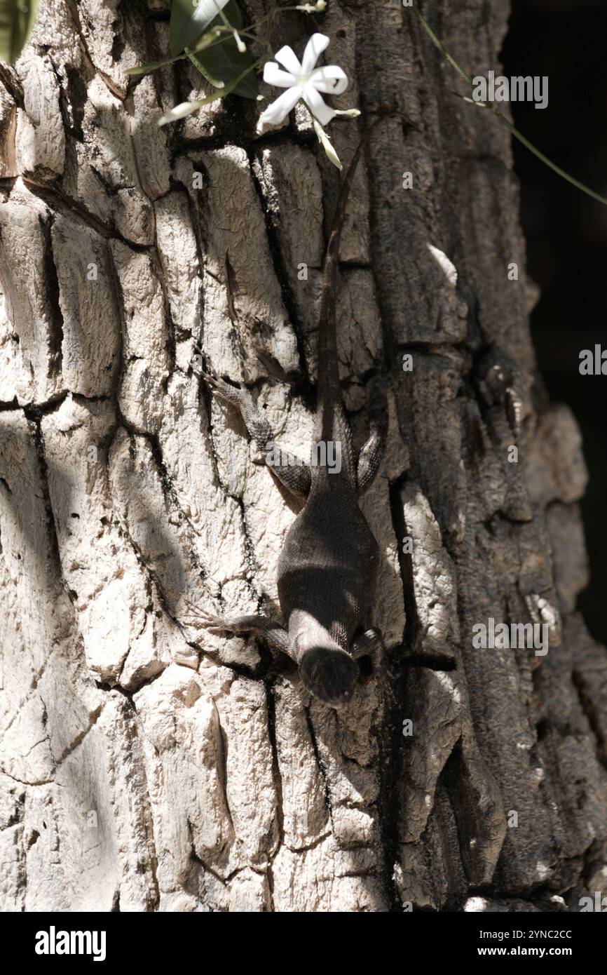 Peters' Lava Lizard (Tropidurus hispidus Stock Photo - Alamy
