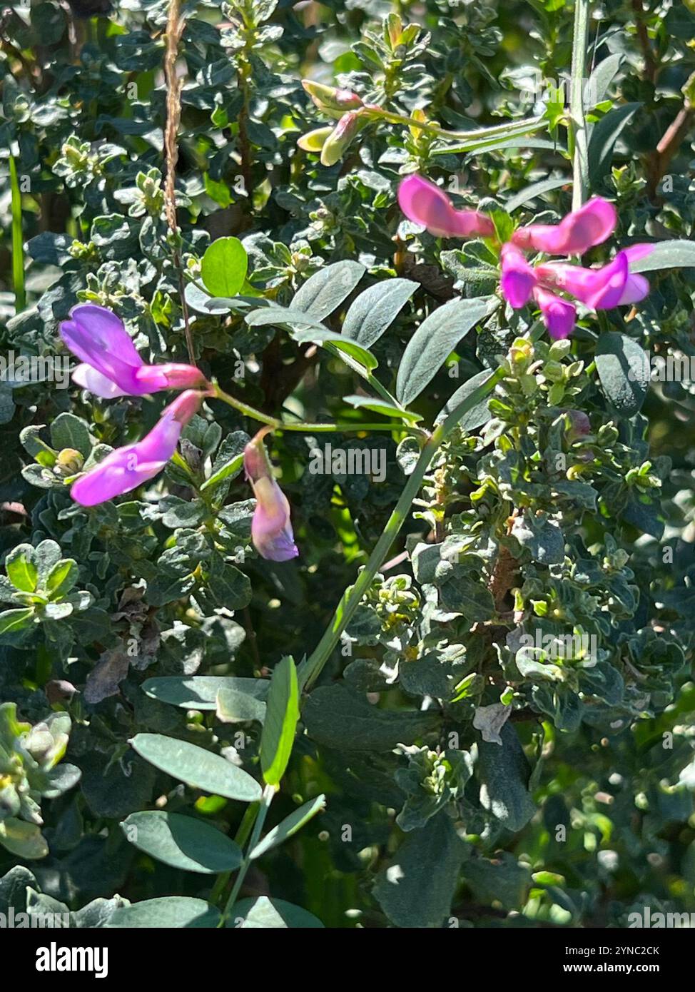 American vetch (Vicia americana Stock Photo - Alamy