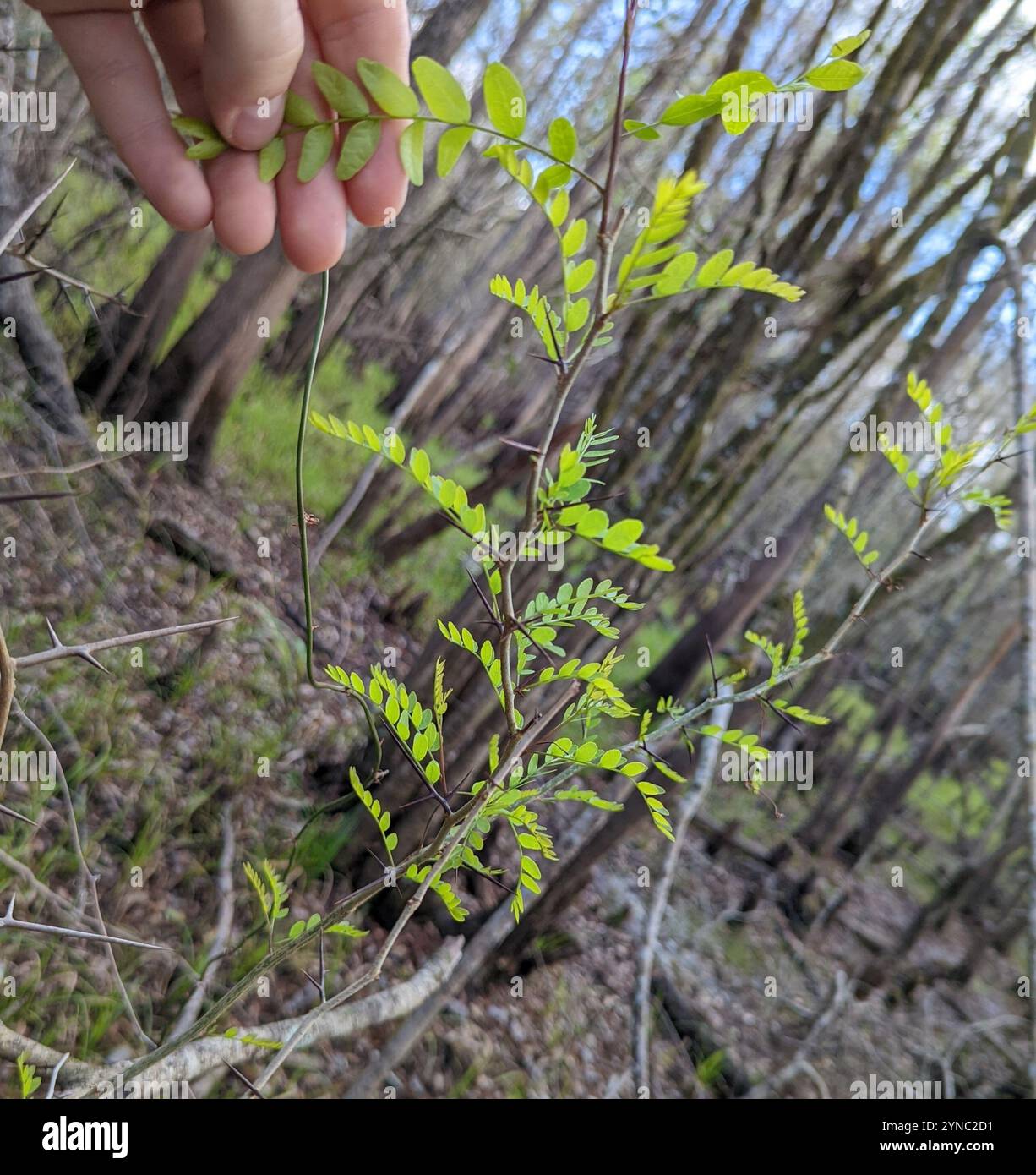 Gleditsia aquatica hi-res stock photography and images - Alamy