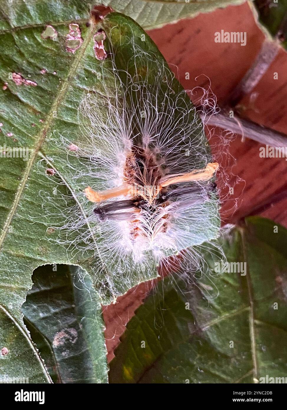 New World Flannel Moths (Megalopygidae Stock Photo - Alamy