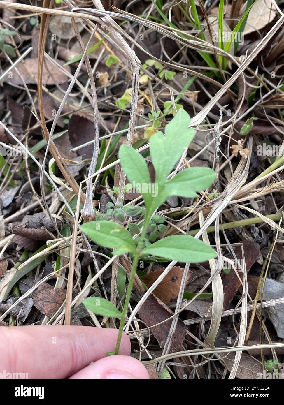 western ragweed (Ambrosia psilostachya Stock Photo - Alamy