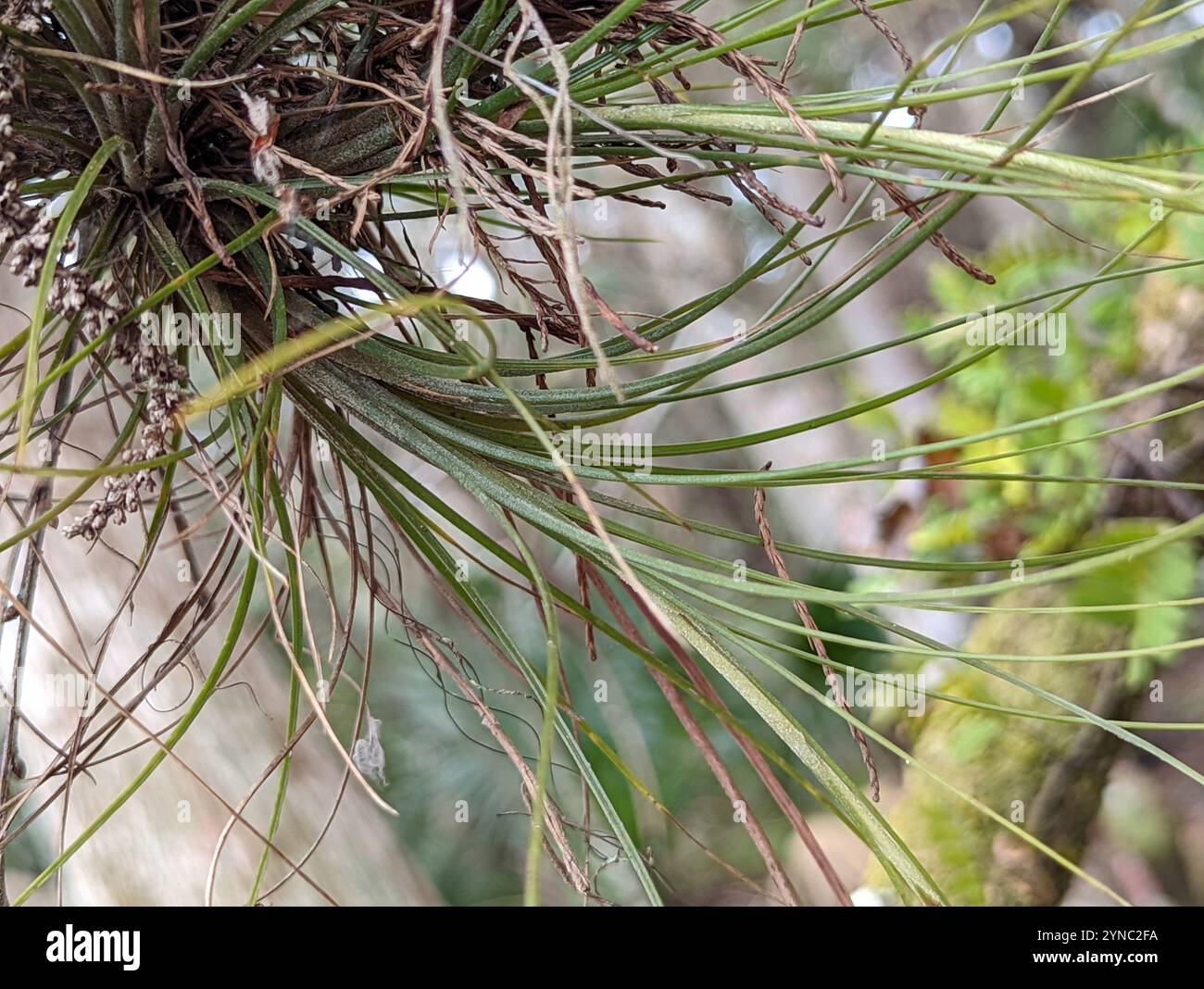 southern needleleaf airplant (Tillandsia setacea Stock Photo - Alamy