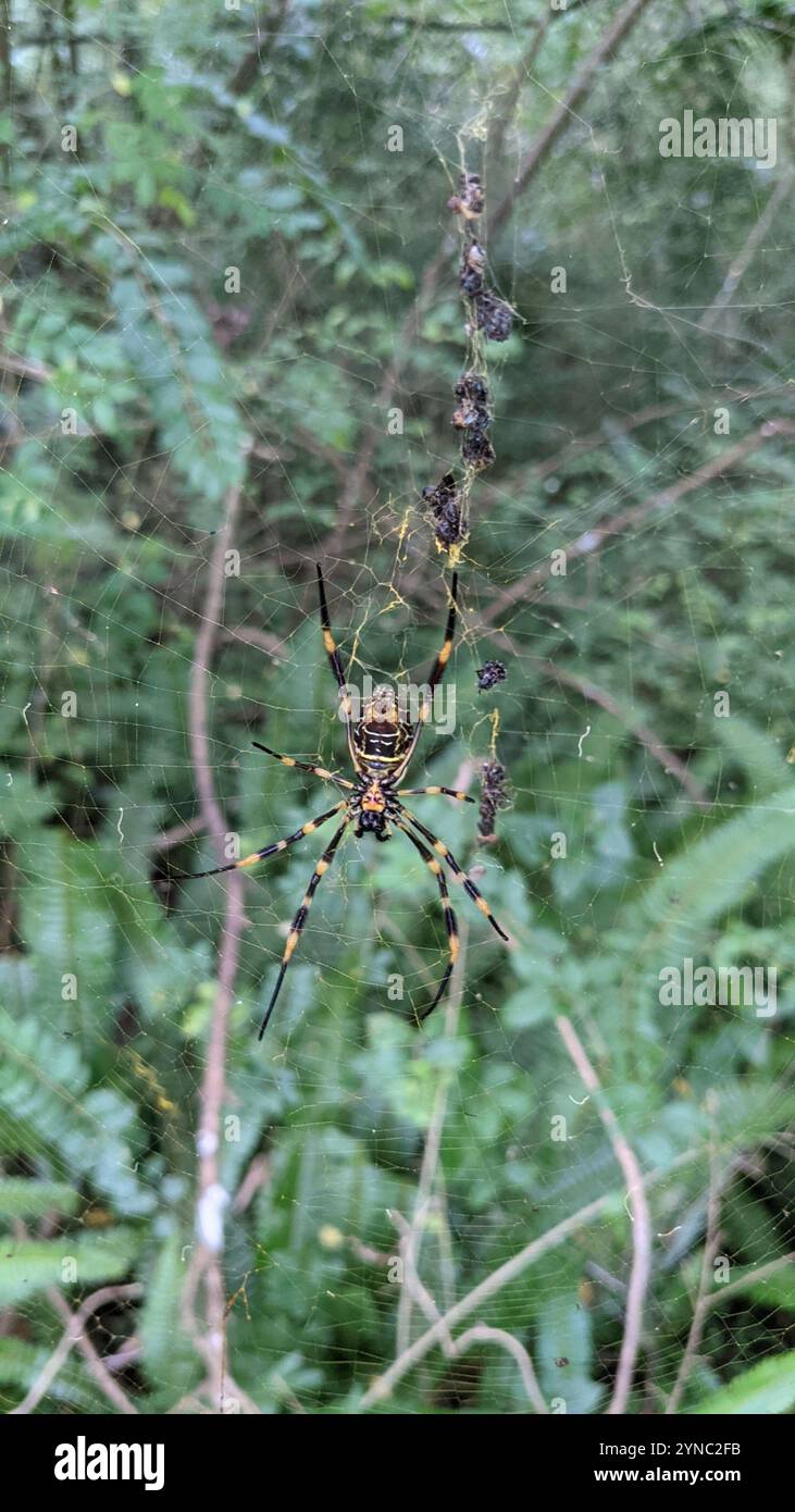 Tiger Spider (Trichonephila plumipes Stock Photo - Alamy