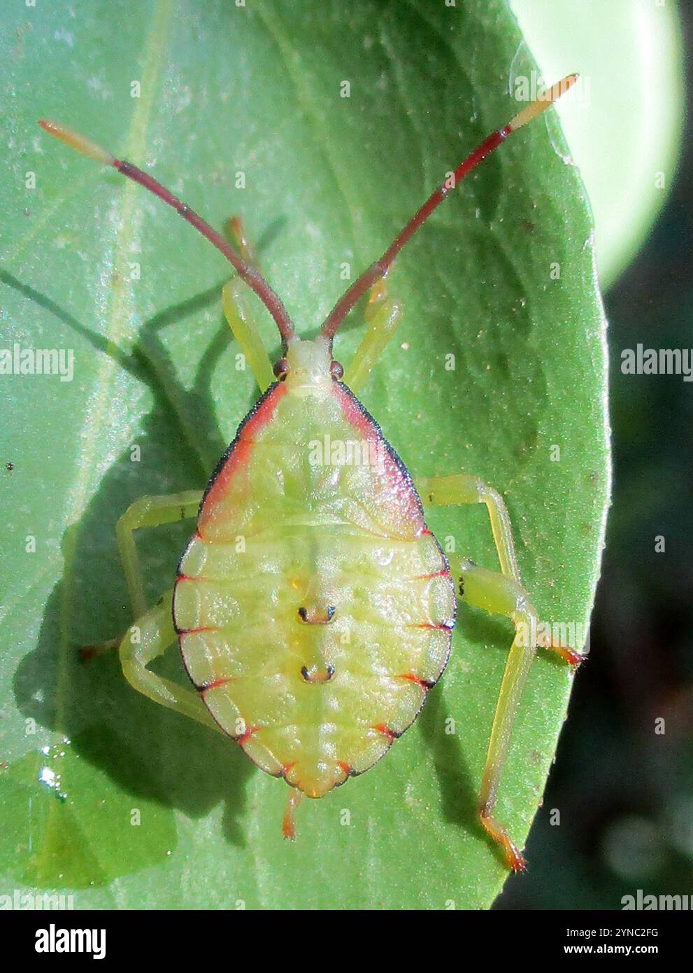 Stink Bugs (Pentatomidae Stock Photo - Alamy