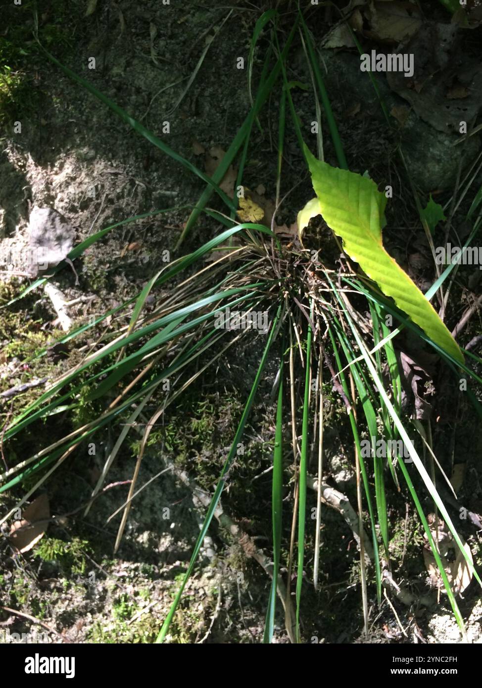 White-grained Mountain-ricegrass (Oryzopsis asperifolia Stock Photo - Alamy