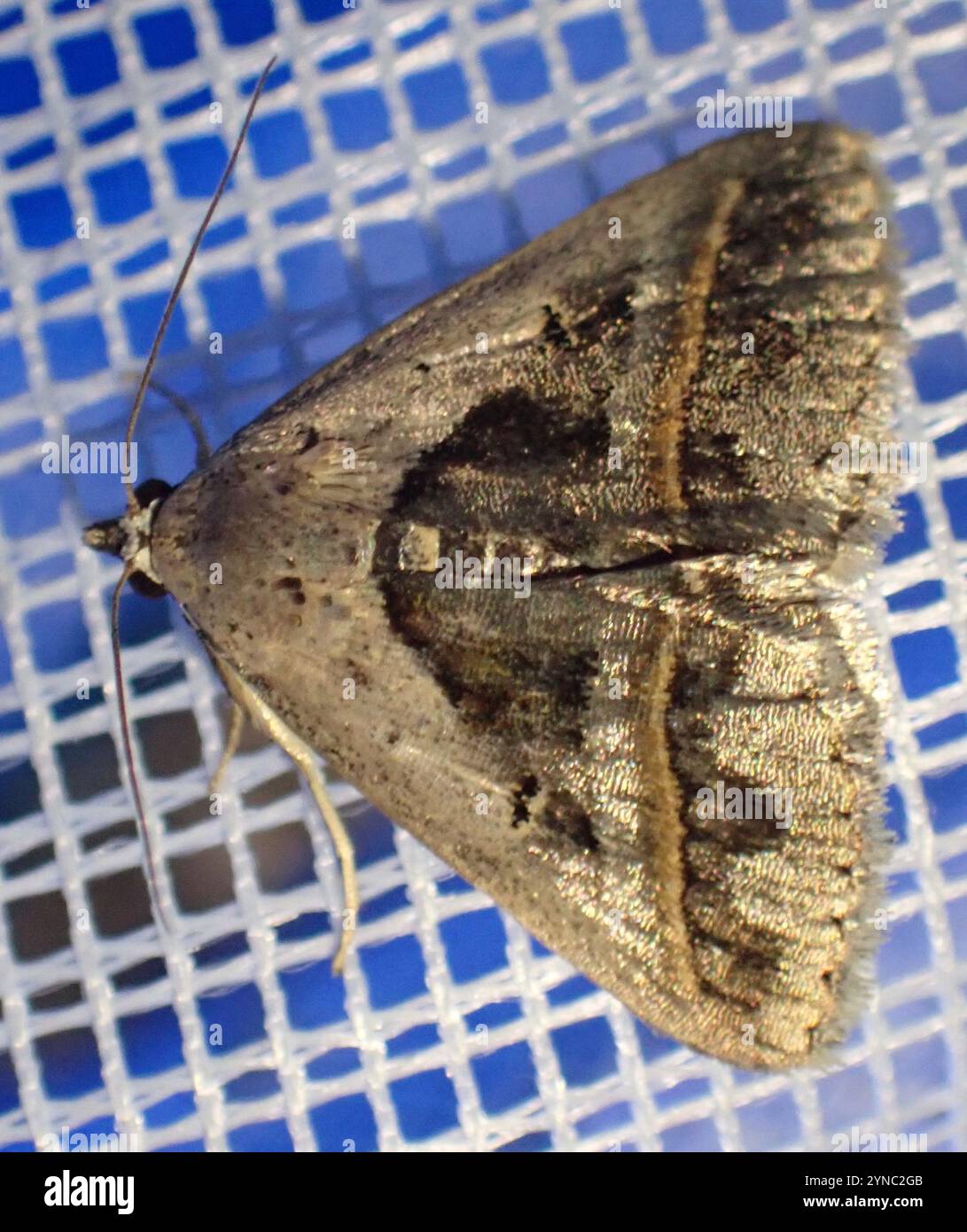 Trimeni hi-res stock photography and images - Alamy