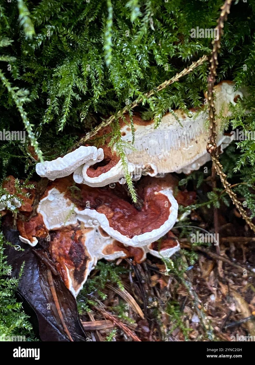 Conifer-base Polypore (Heterobasidion annosum Stock Photo - Alamy
