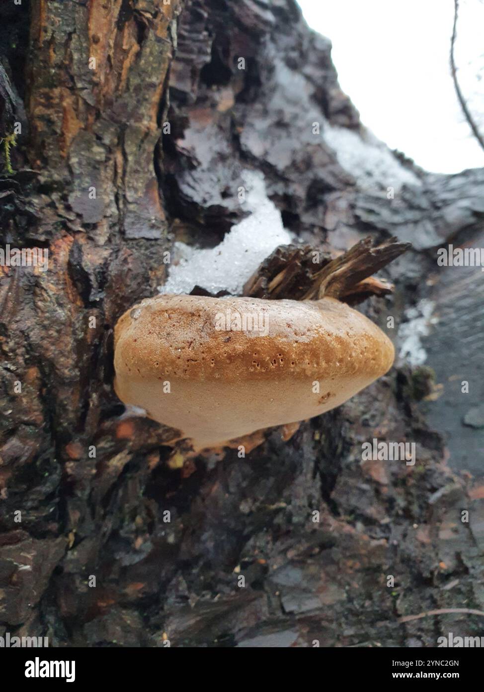 Willow Bracket (Phellinus igniarius Stock Photo - Alamy