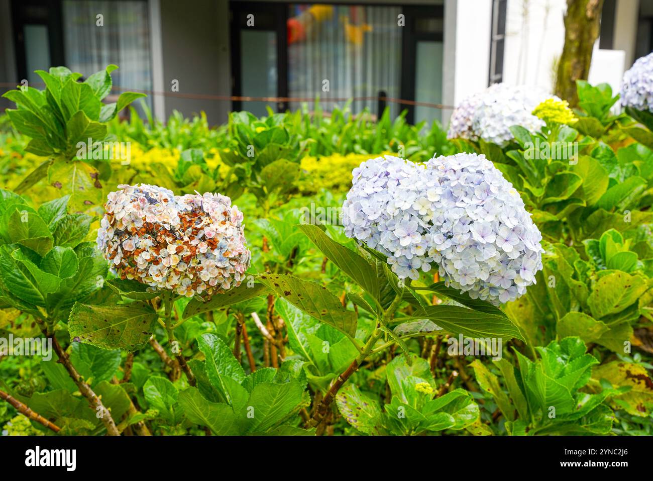 Hydrangea common names hydrangea or hortensia, is a genus of over 75 ...