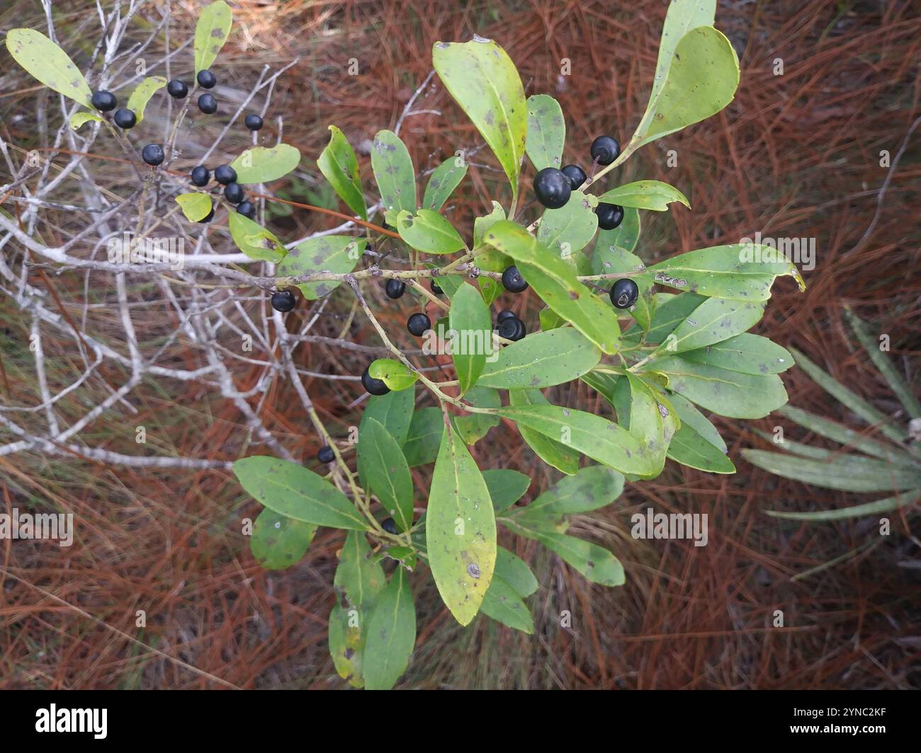 gallberry (Ilex glabra Stock Photo - Alamy
