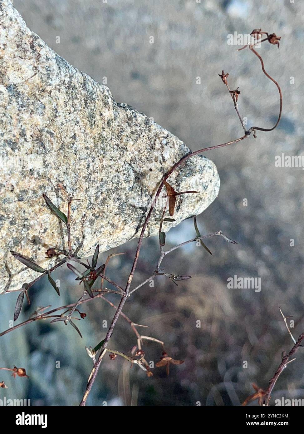 slender janusia (Janusia gracilis Stock Photo - Alamy