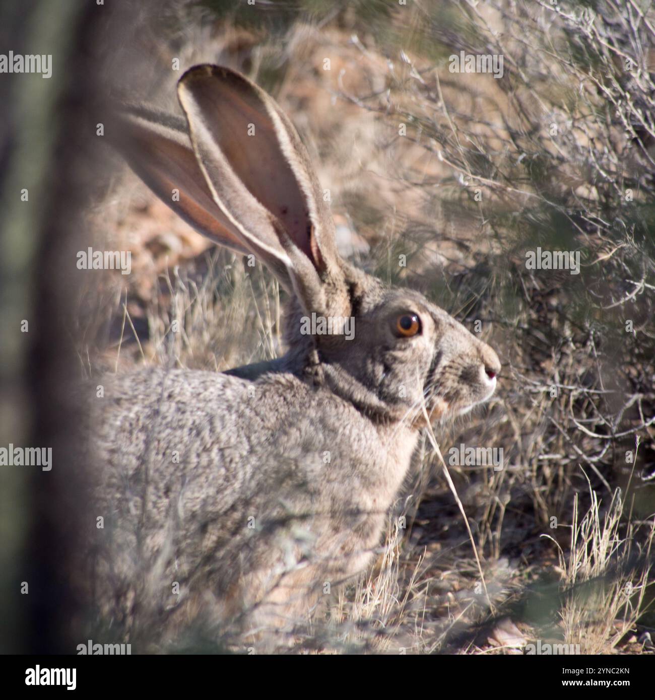Black-tailed Jackrabbit (Lepus californicus Stock Photo - Alamy