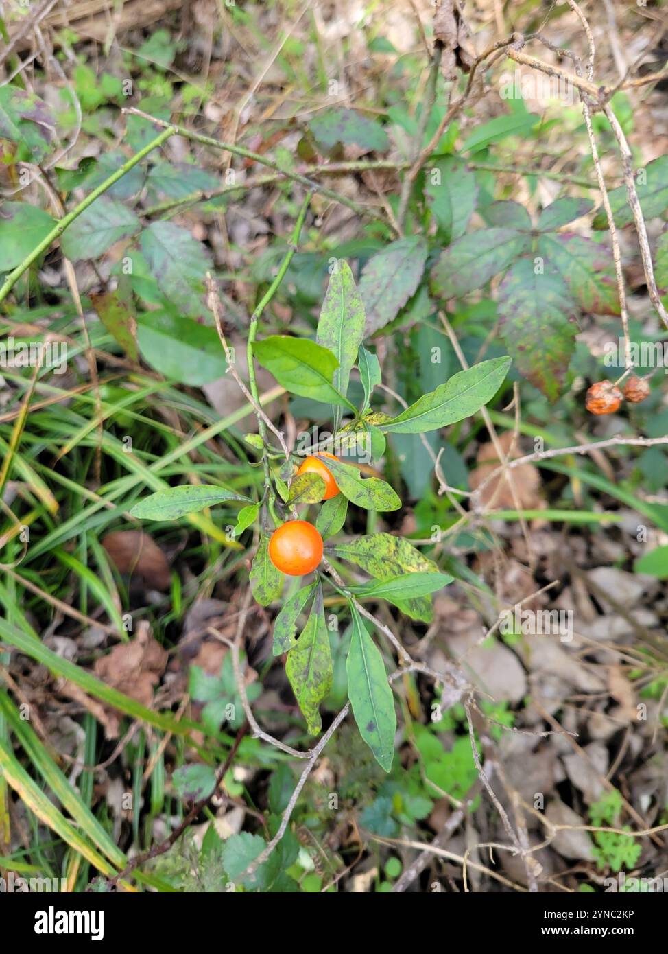 Jerusalem cherry (Solanum pseudocapsicum Stock Photo - Alamy