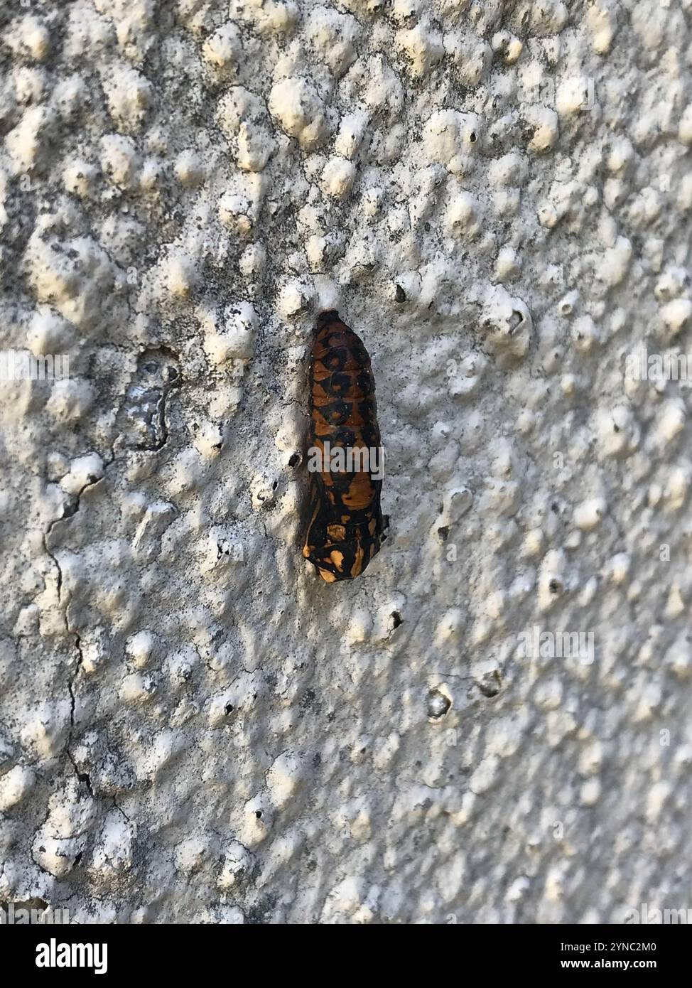 Acraea horta hi-res stock photography and images - Alamy