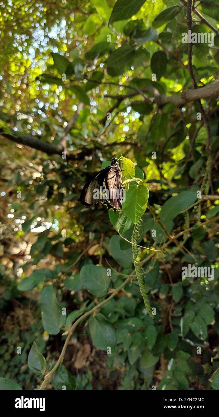 Polydamas Swallowtail (Battus polydamas Stock Photo - Alamy