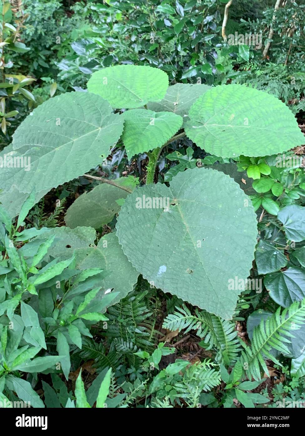 Giant Stinging Tree (Dendrocnide excelsa Stock Photo - Alamy