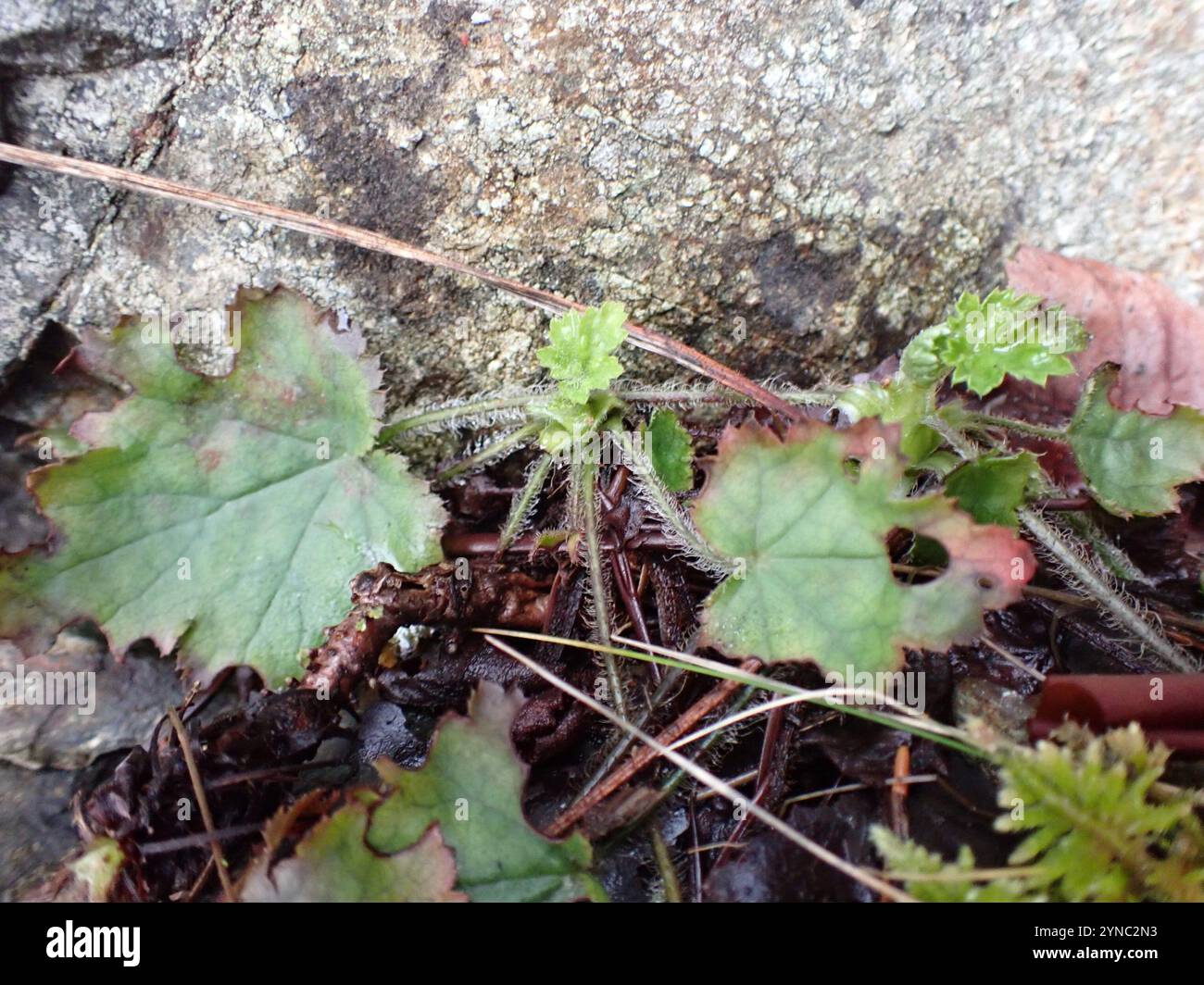 crevice alumroot (Heuchera micrantha Stock Photo - Alamy