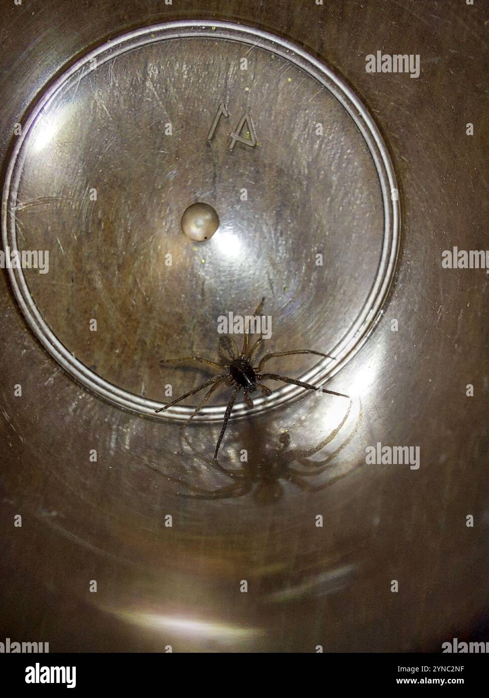 Tube web spiders hi-res stock photography and images - Alamy