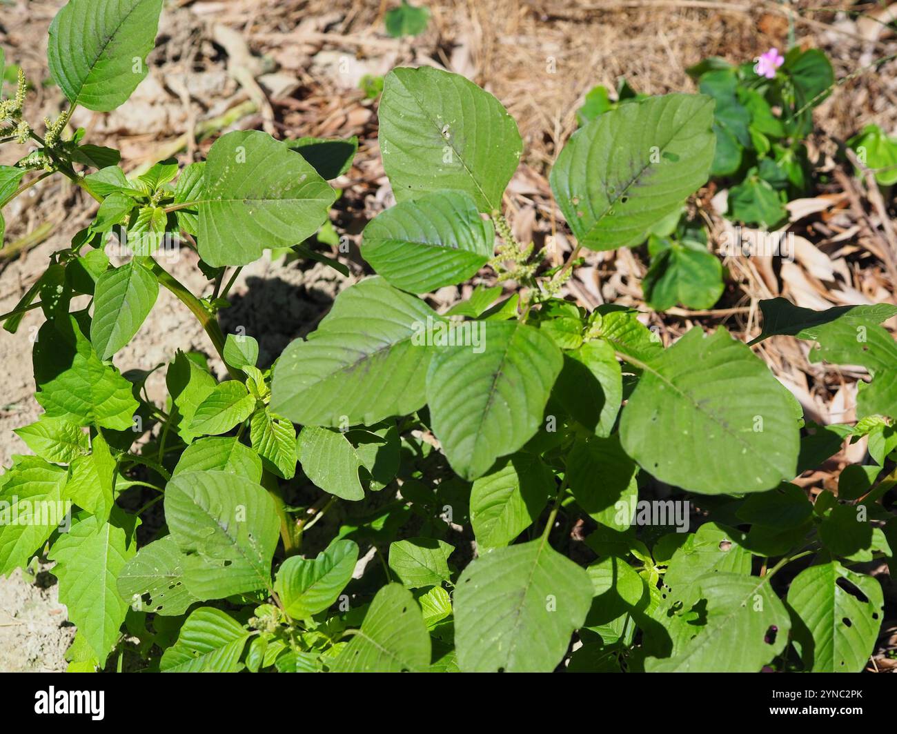 green amaranth (Amaranthus viridis Stock Photo - Alamy