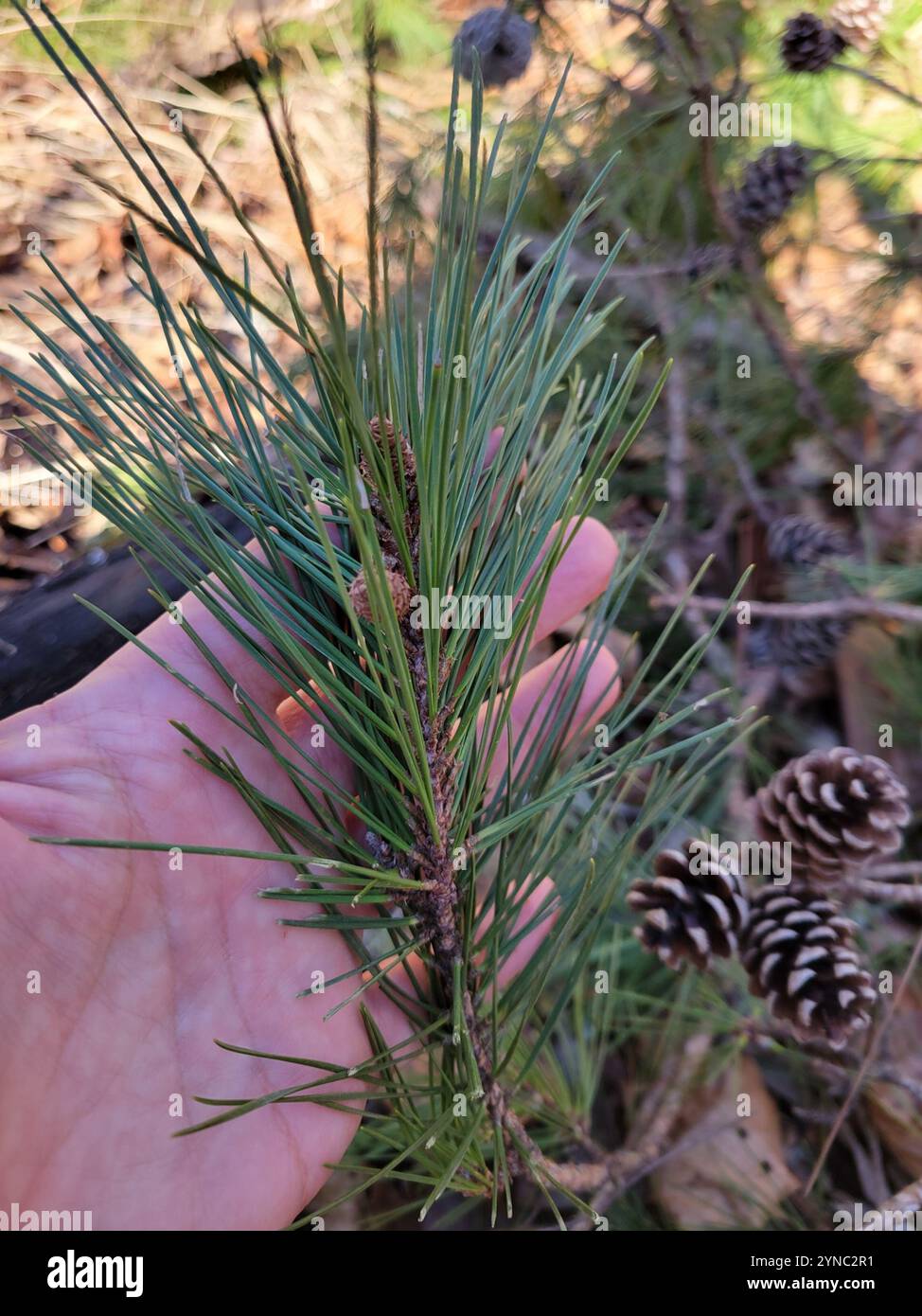 shortleaf pine (Pinus echinata Stock Photo - Alamy
