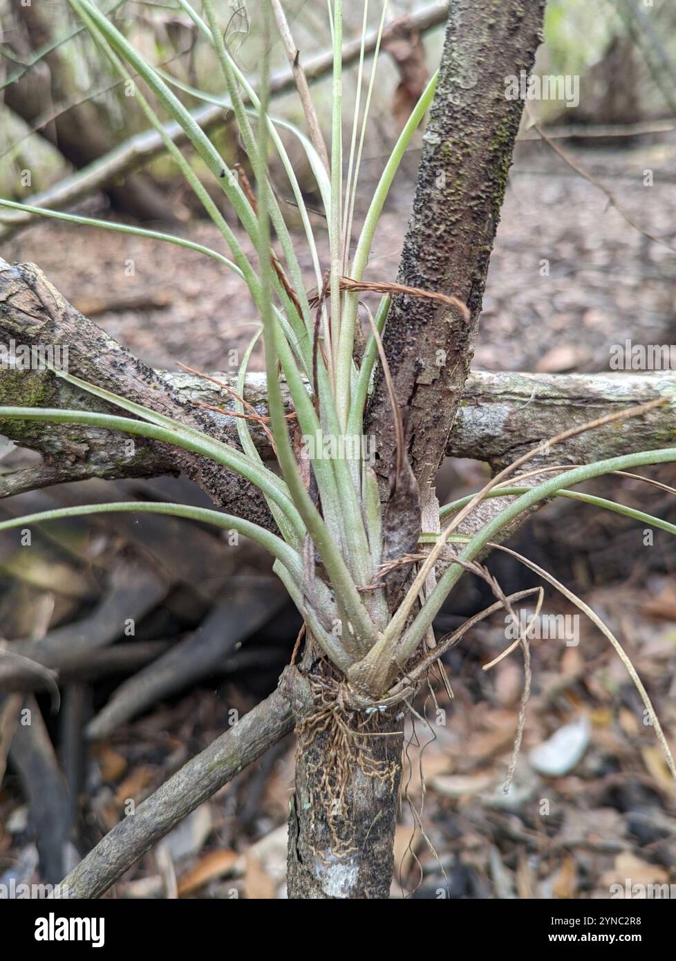 Manatee River airplant (Tillandsia simulata Stock Photo - Alamy