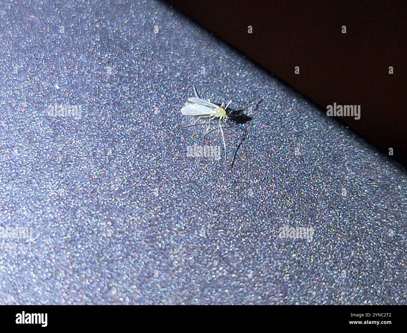 Non-biting Midges (Chironomidae Stock Photo - Alamy