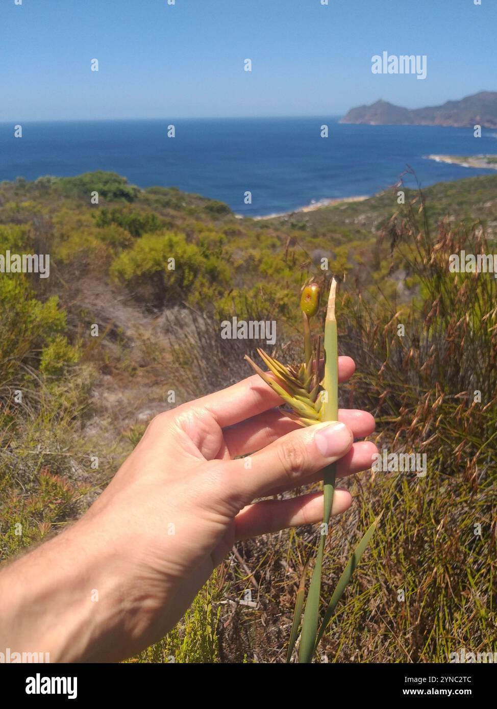 Good Hope Sword Rushiris (Bobartia gladiata major Stock Photo - Alamy