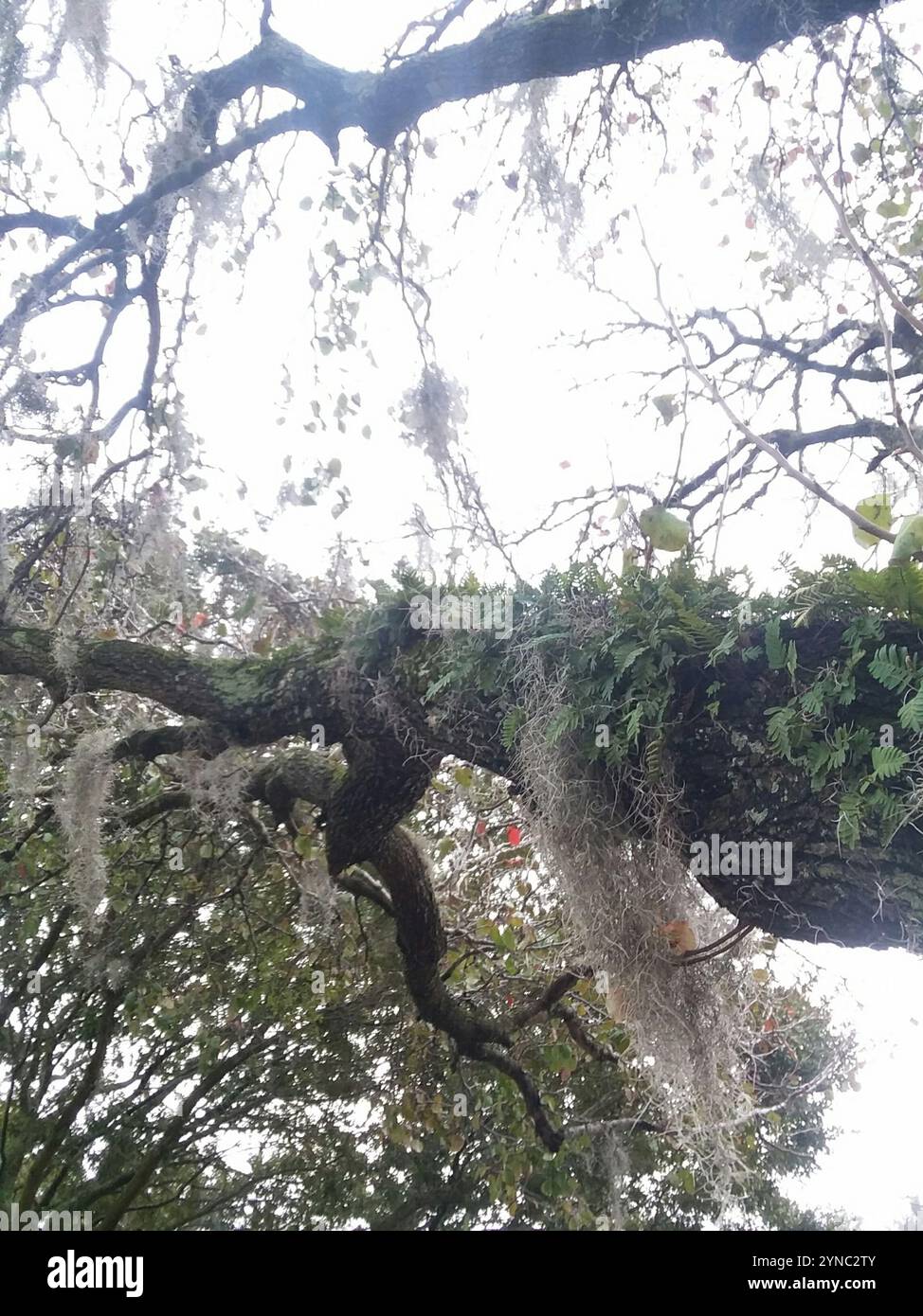 resurrection fern (Pleopeltis michauxiana Stock Photo - Alamy