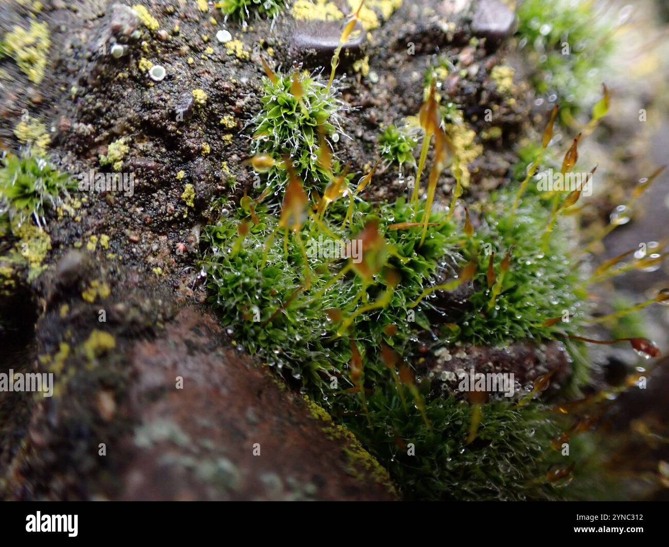 Wall Screw-moss (Tortula muralis Stock Photo - Alamy