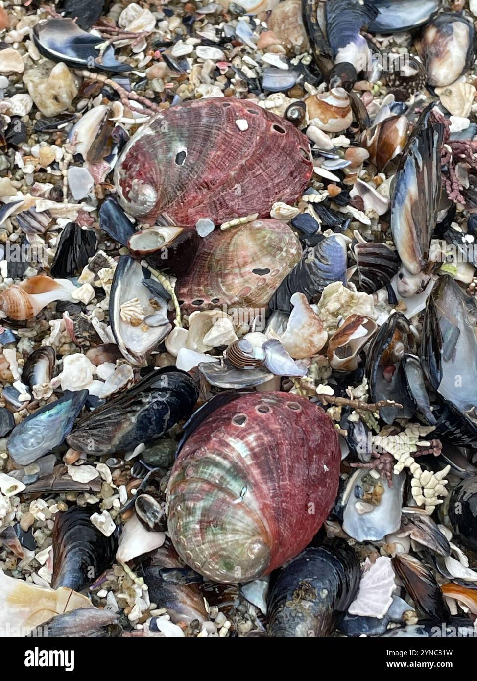 Abalone haliotis rufescens hi-res stock photography and images - Alamy