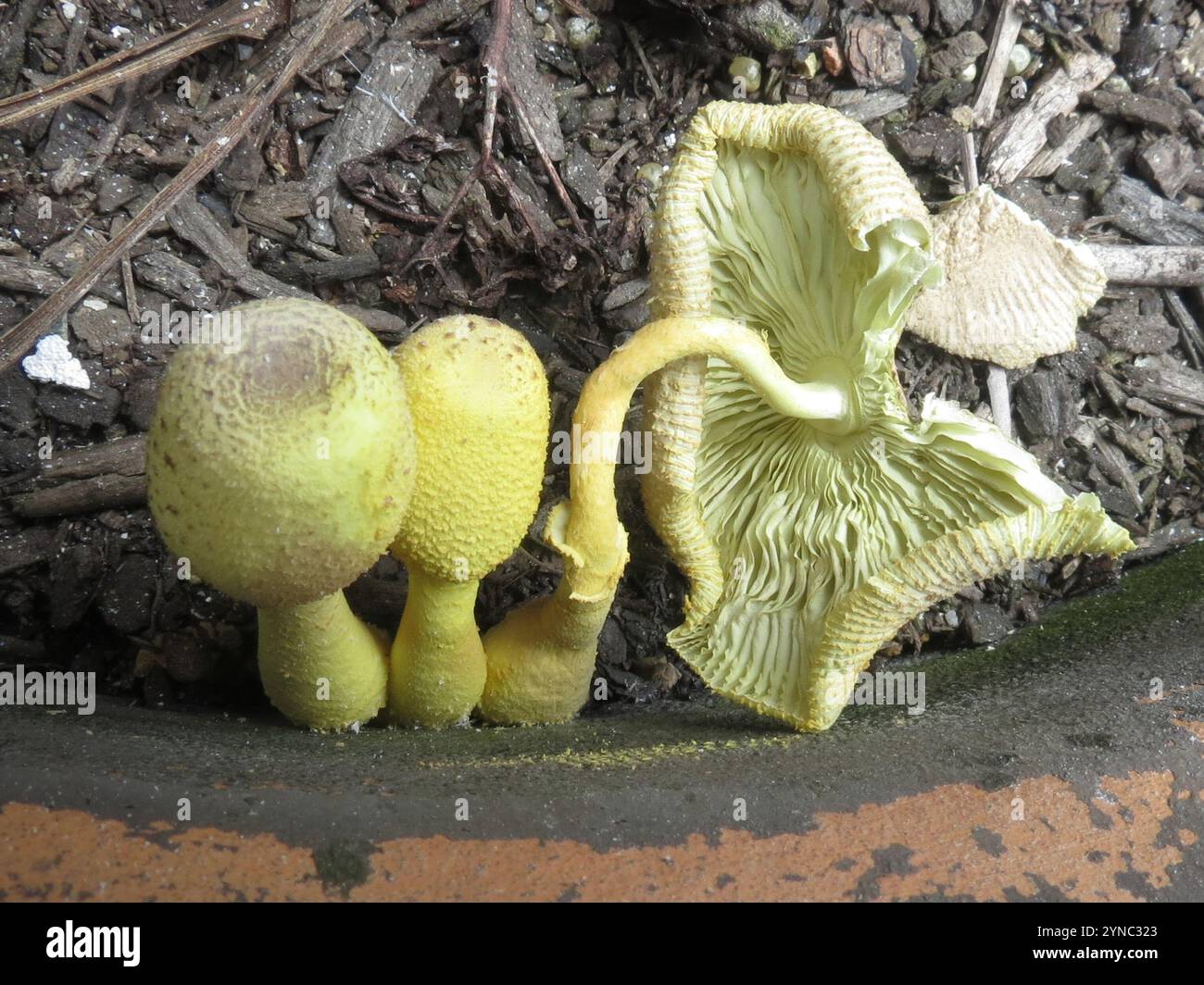 flowerpot parasol (Leucocoprinus birnbaumii Stock Photo - Alamy