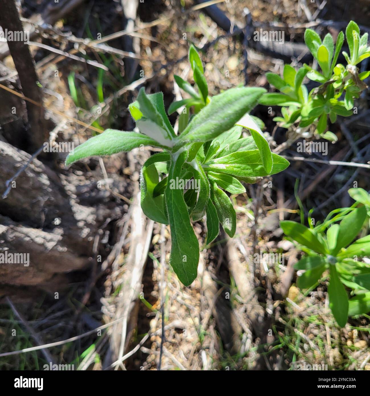 two-color rabbit tobacco (Pseudognaphalium biolettii Stock Photo - Alamy