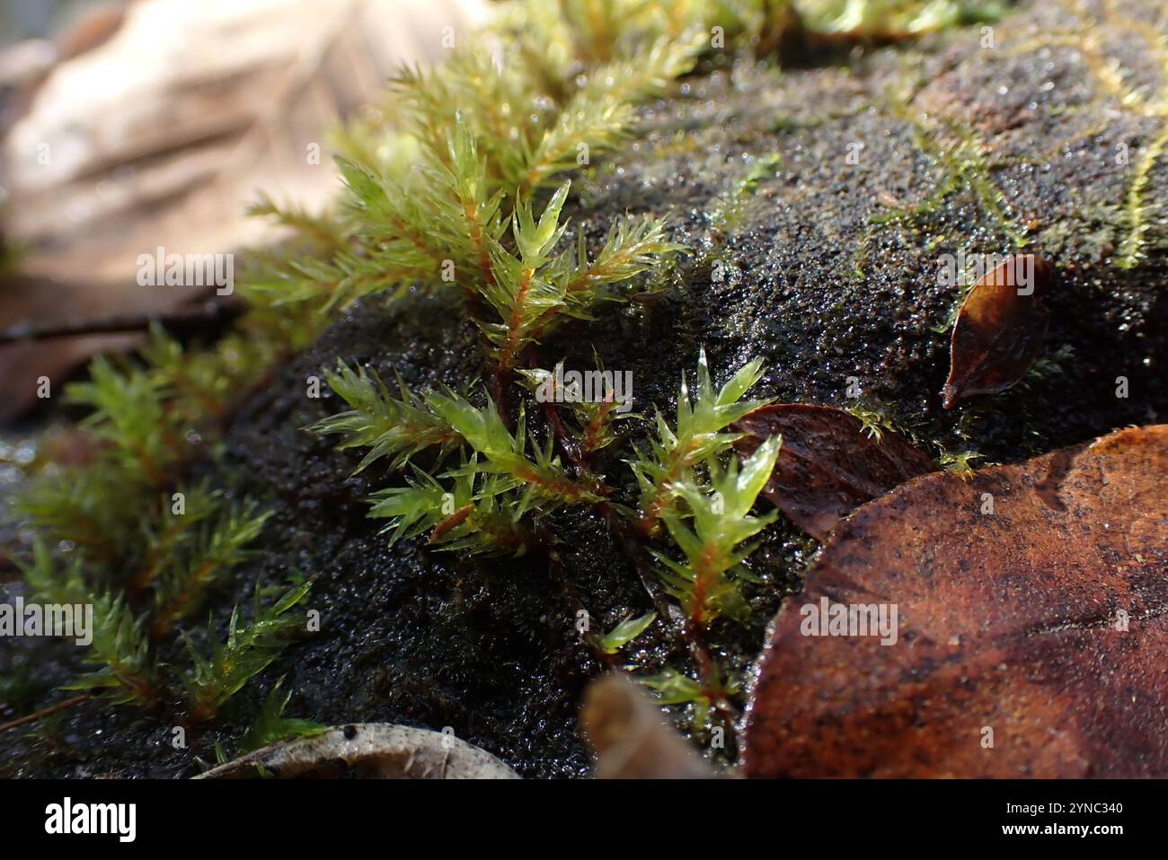 American Tree Moss (Climacium americanum Stock Photo - Alamy