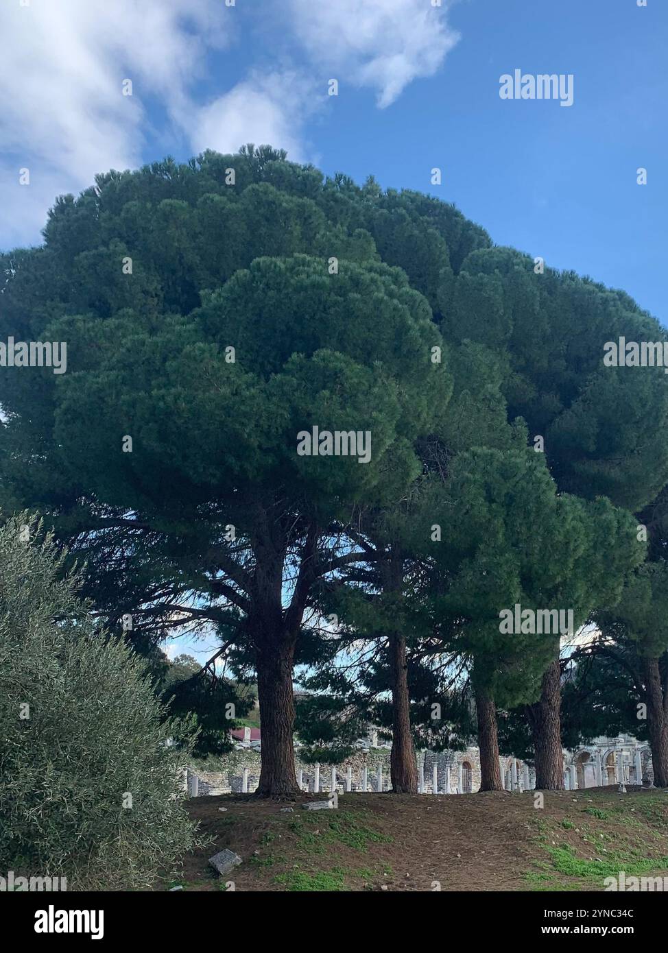 Stone pine (Pinus pinea Stock Photo - Alamy