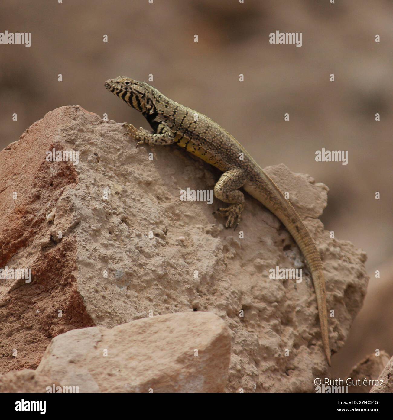 Peru Pacific Iguana (Microlophus peruvianus Stock Photo - Alamy