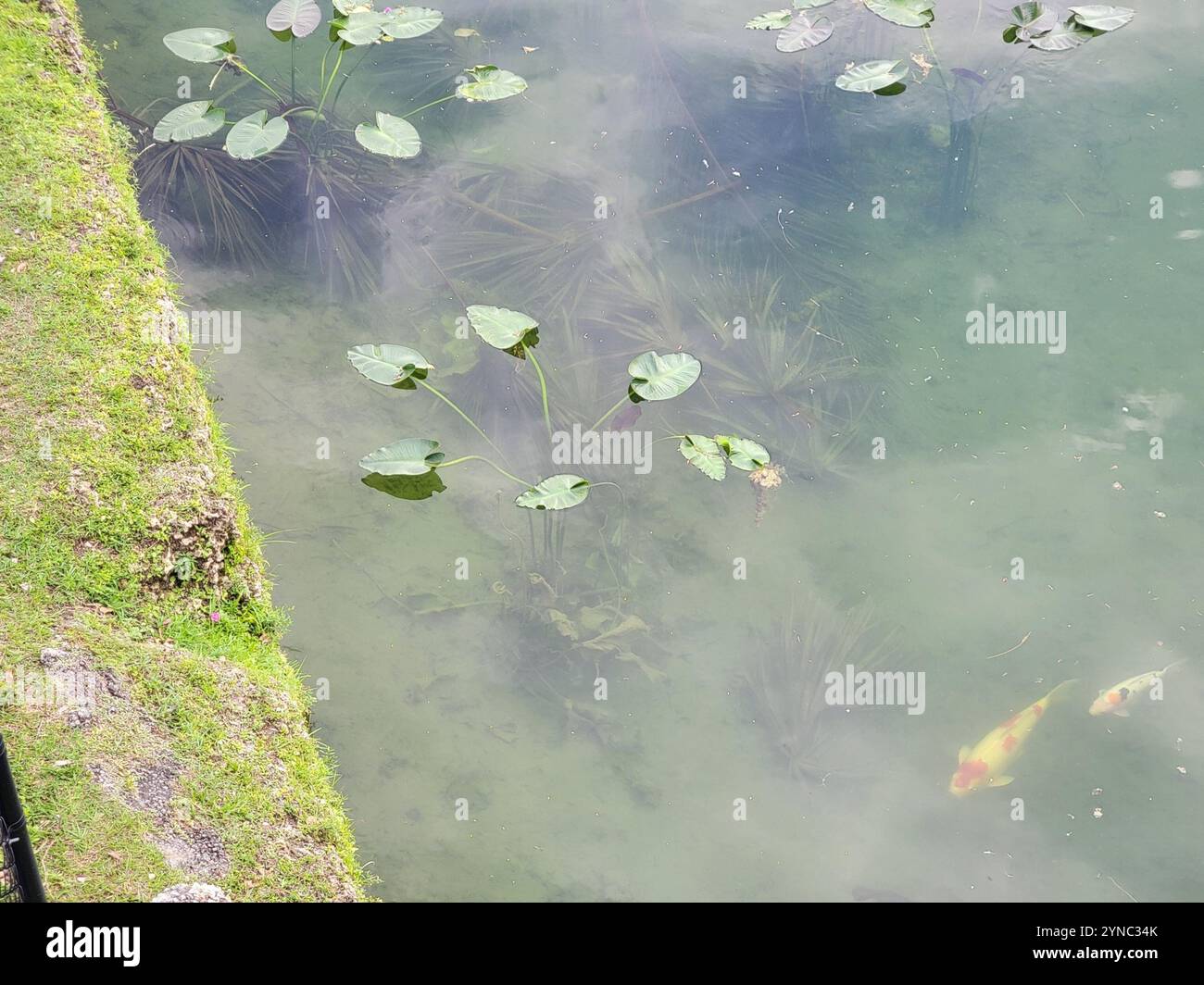 spatterdock (Nuphar advena Stock Photo - Alamy