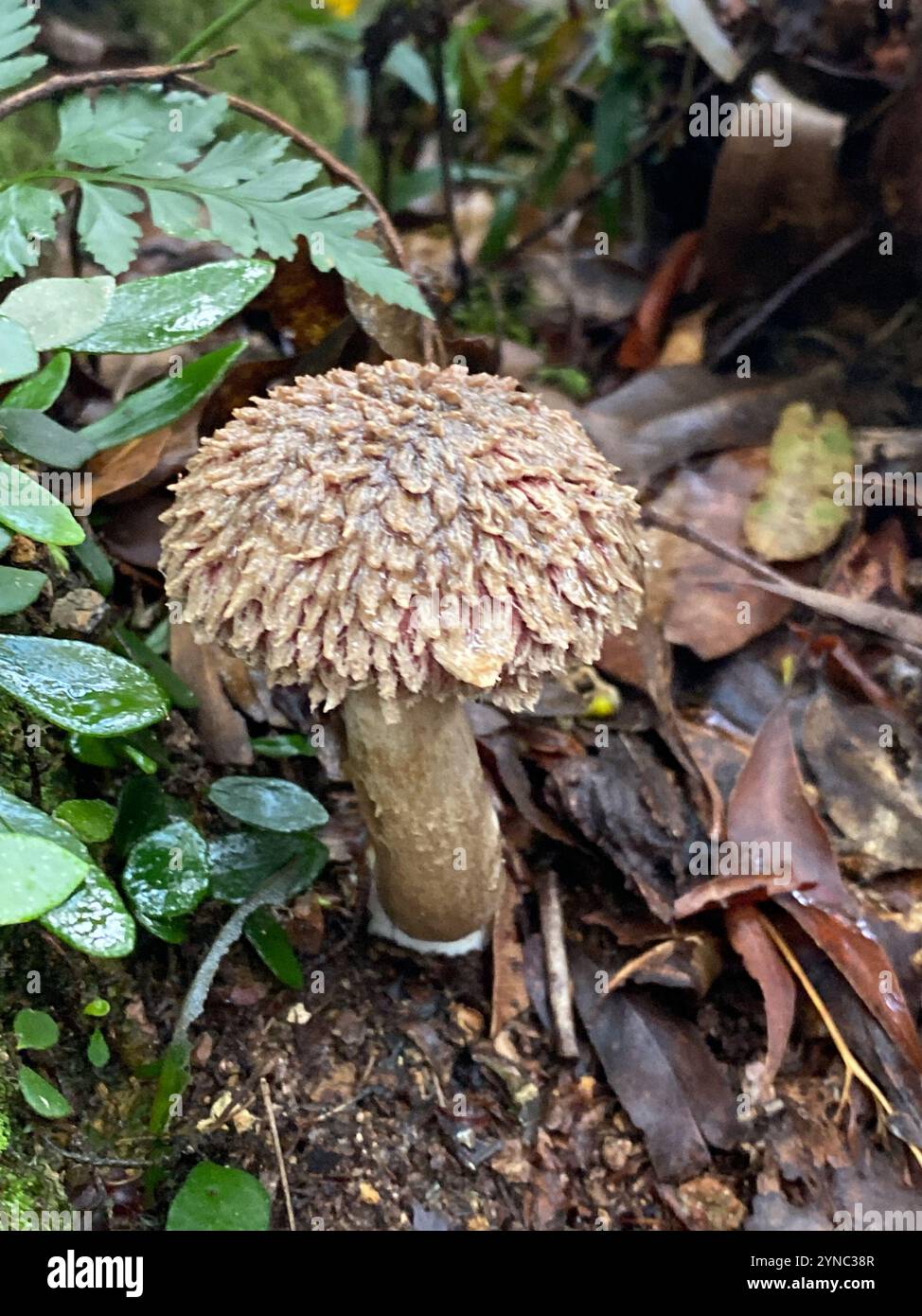 Boletellus emodensis hi-res stock photography and images - Alamy
