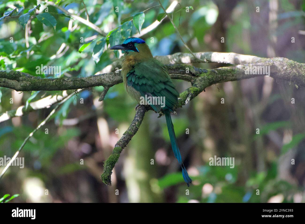 Lesson's Motmot (Momotus lessonii Stock Photo - Alamy