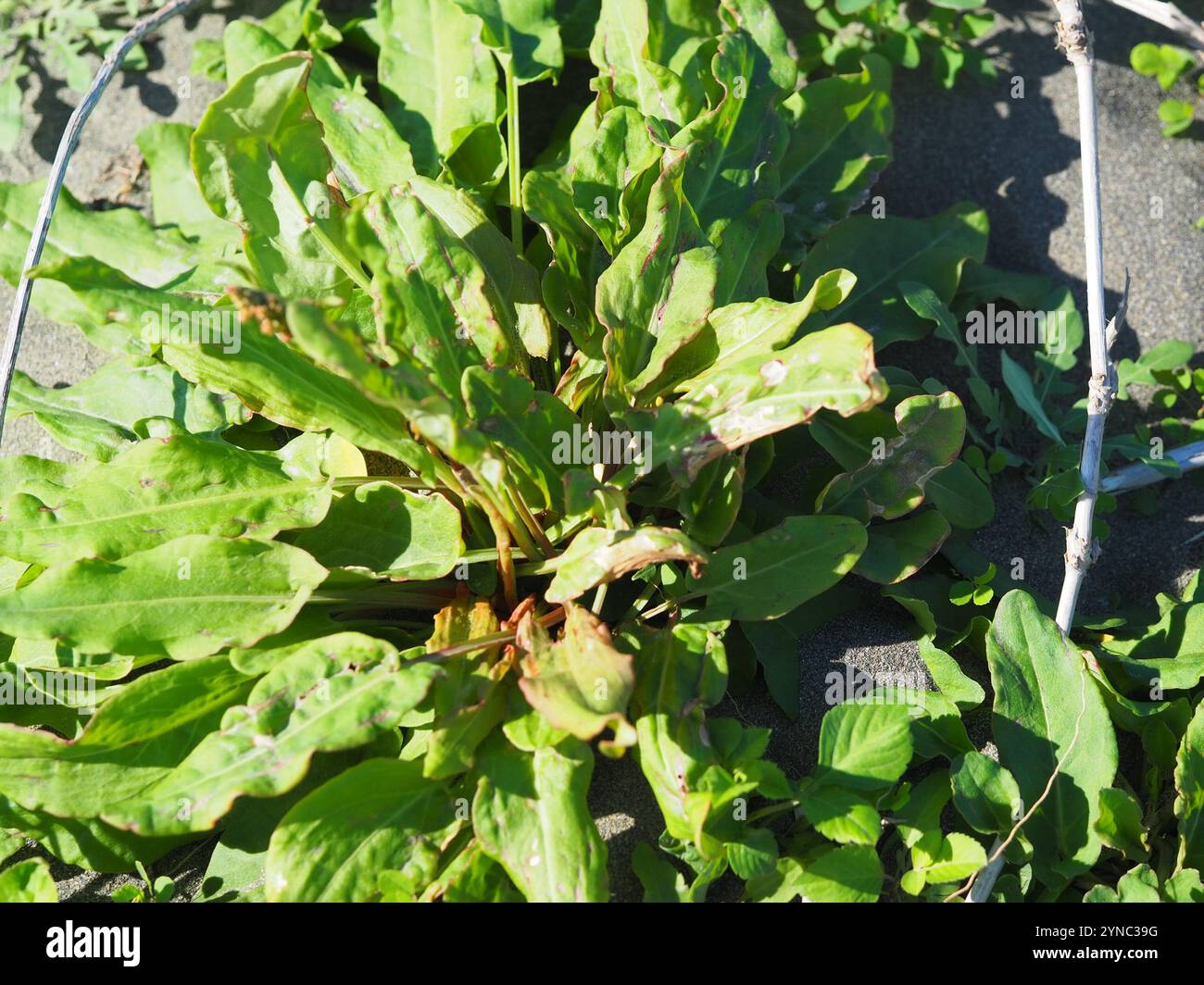 Japanese Dock (Rumex japonicus Stock Photo - Alamy